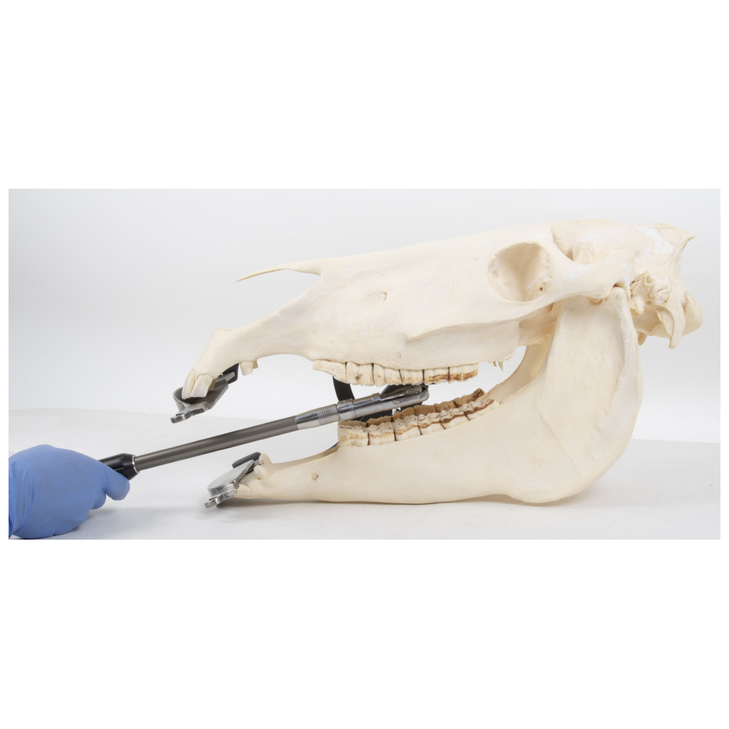 Quick system, new range of handpieces for equine and veterinary dentistry